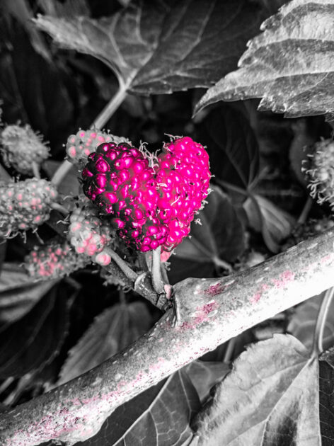 Home - Walk Thru The Bible