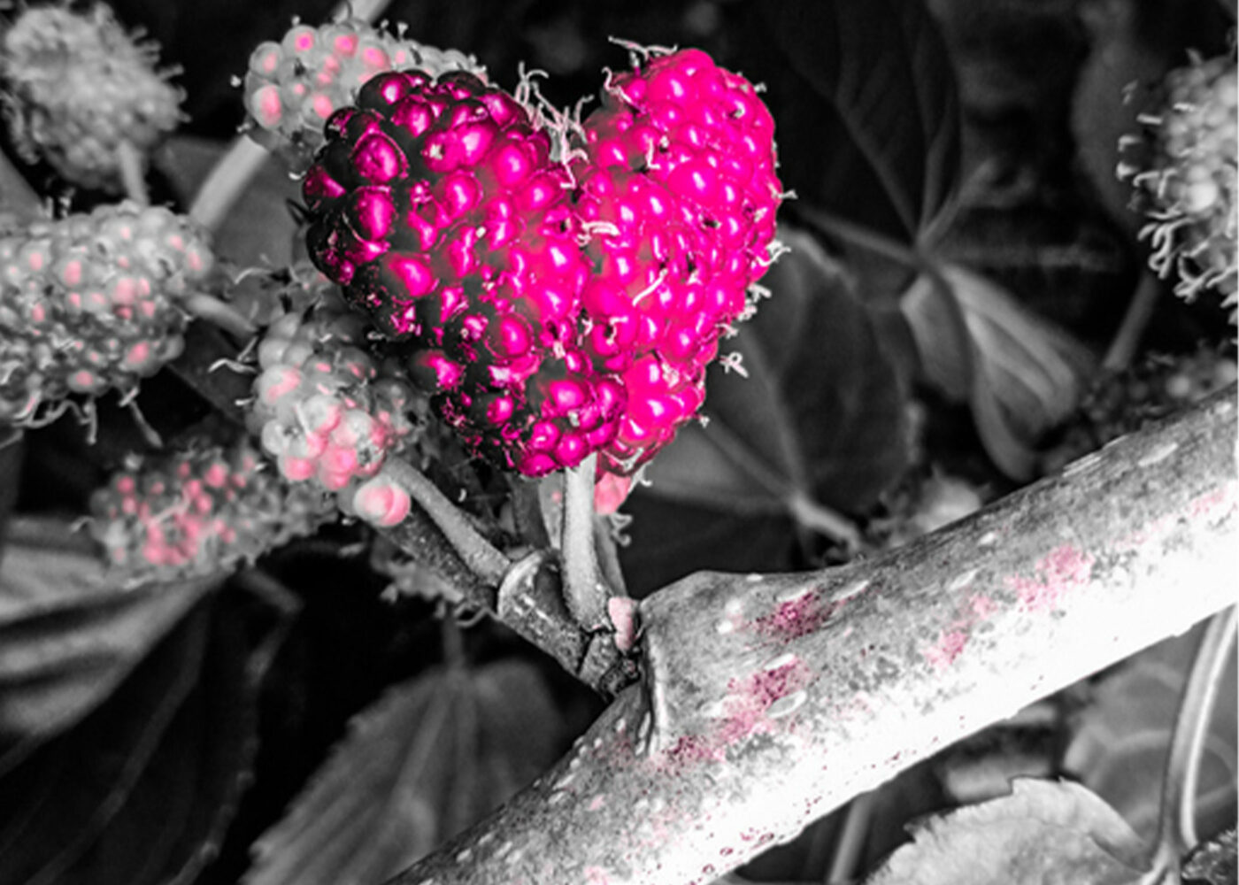 A Grateful Heart - Walk Thru The Bible